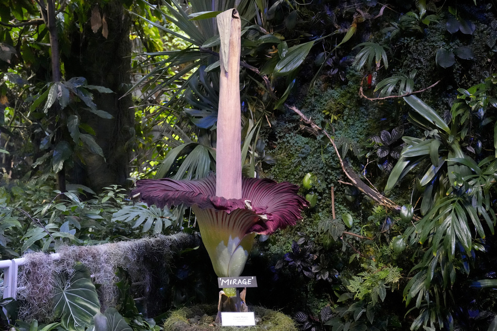 Visitors line up to see and smell a corpse flower’s stinking bloom in ...